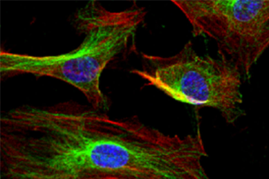 Cell Culture Fundamentals | ATCC