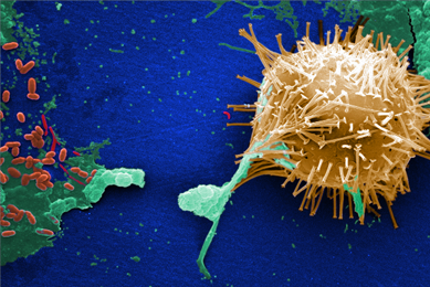 Protistology Culture Guide | ATCC