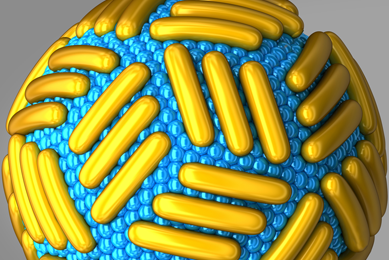 Building a Zika virus vaccine from global health to virus–like particle ...