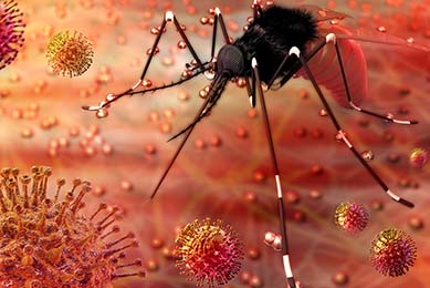 Yellow Fever Surveillance Kits | ATCC
