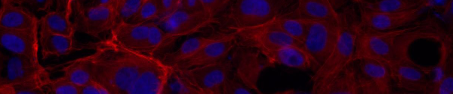 Primary Cells | ATCC