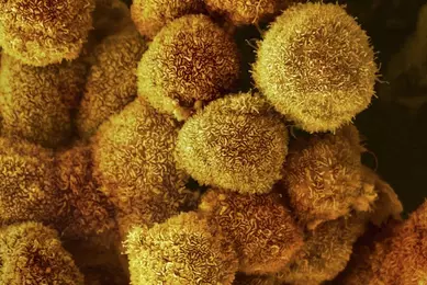 100 for 100: Cancer | ATCC