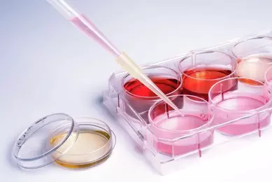 Animal Component–Free Cell Culture Media | ATCC